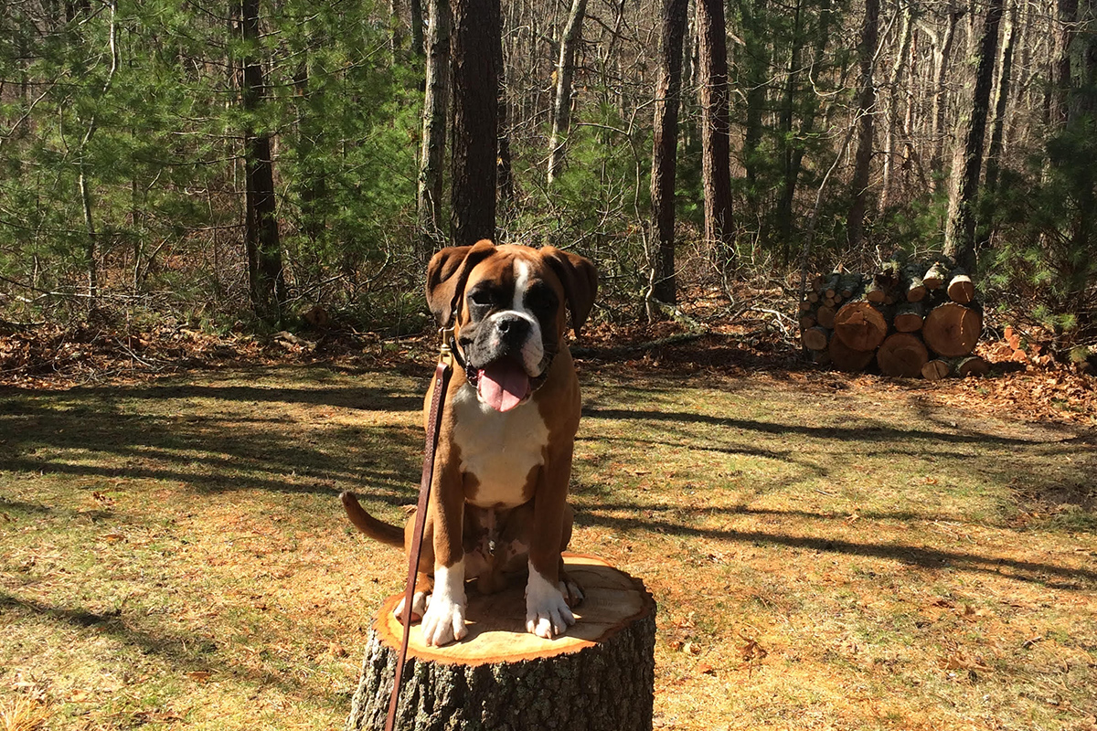 Home | Exfed Dog Training