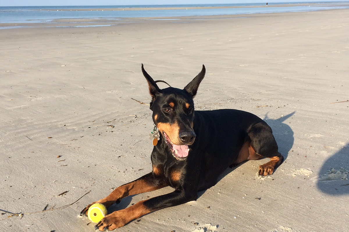 Home | Exfed Dog Training