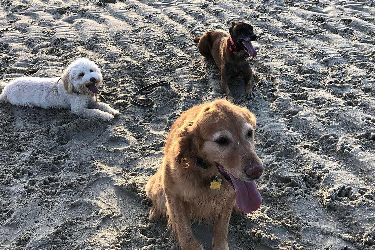 Home | Exfed Dog Training