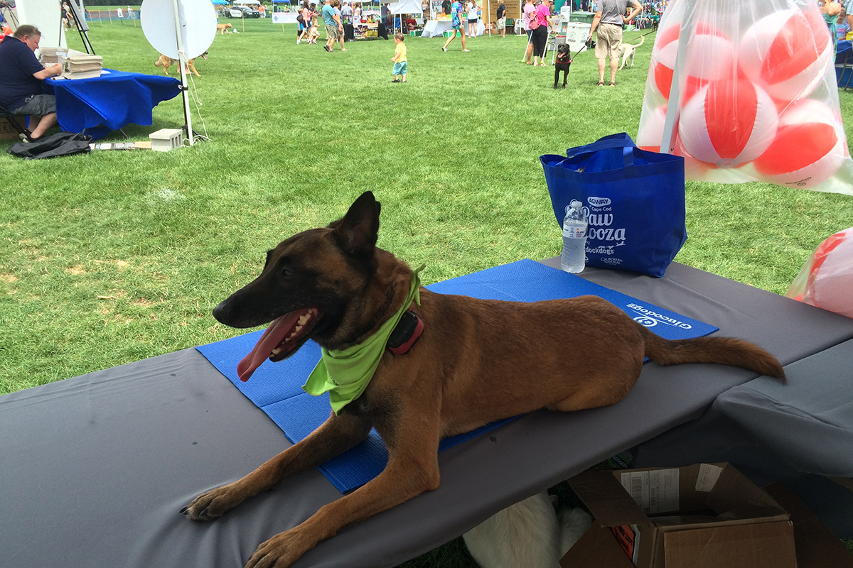 Home | Exfed Dog Training